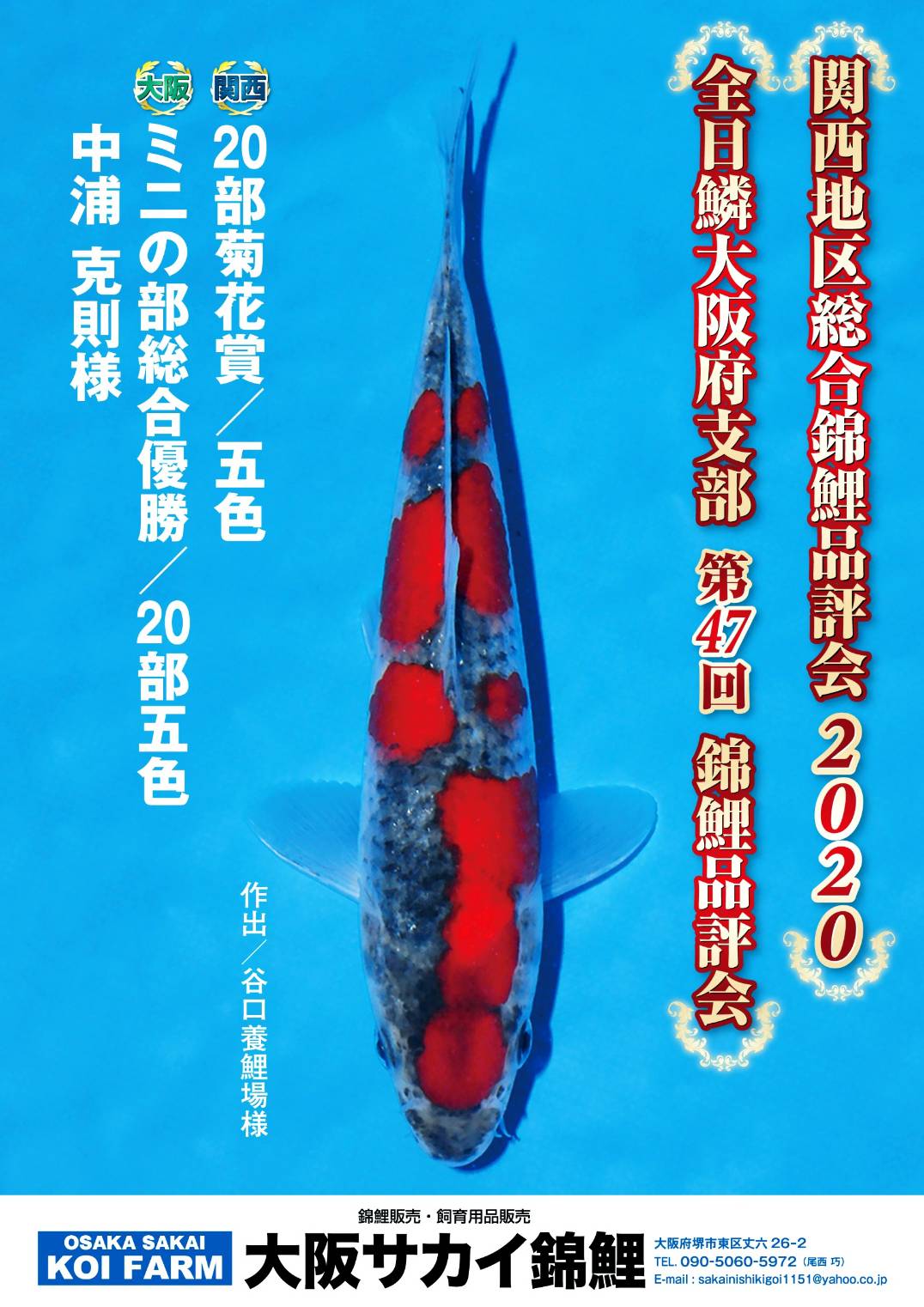 ブログ | 大阪サカイ錦鯉