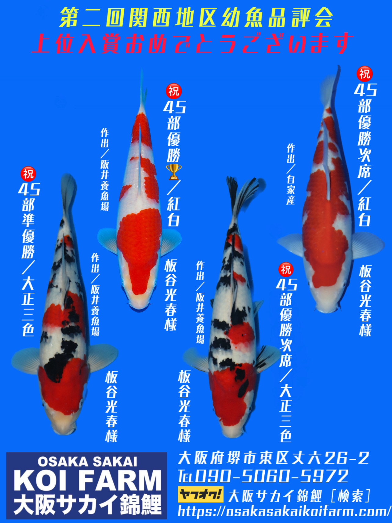 サシ、キワについて | 大阪サカイ錦鯉