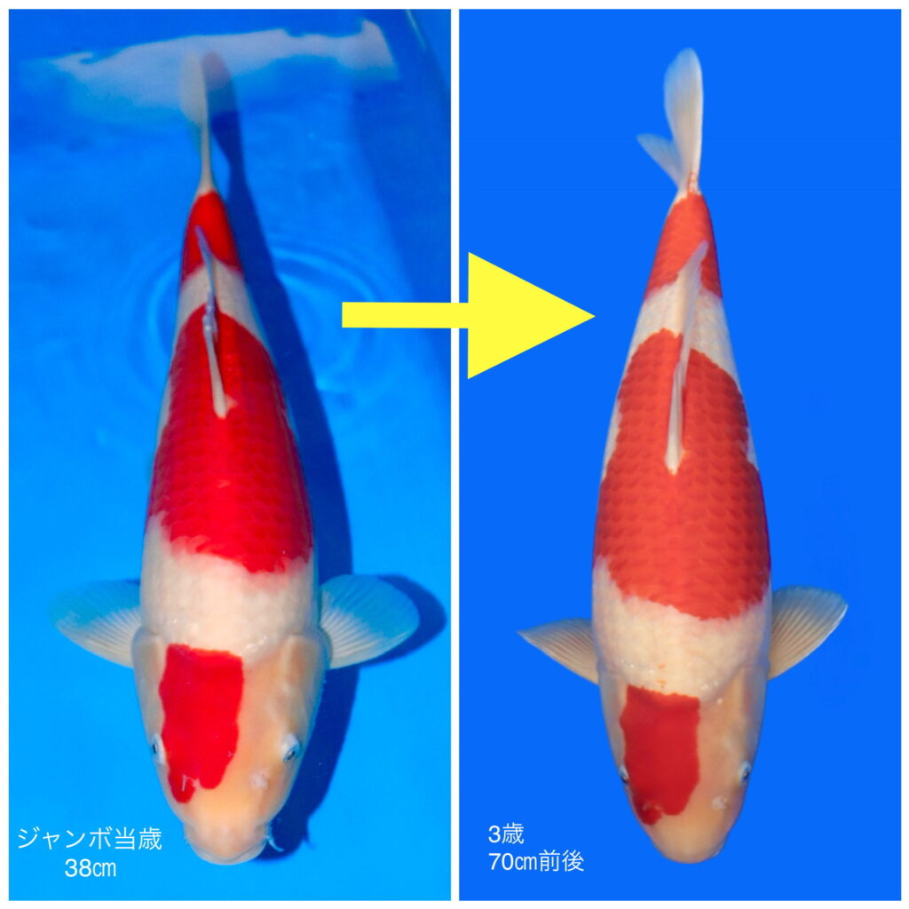 変化シリーズ！立て鯉 | 大阪サカイ錦鯉